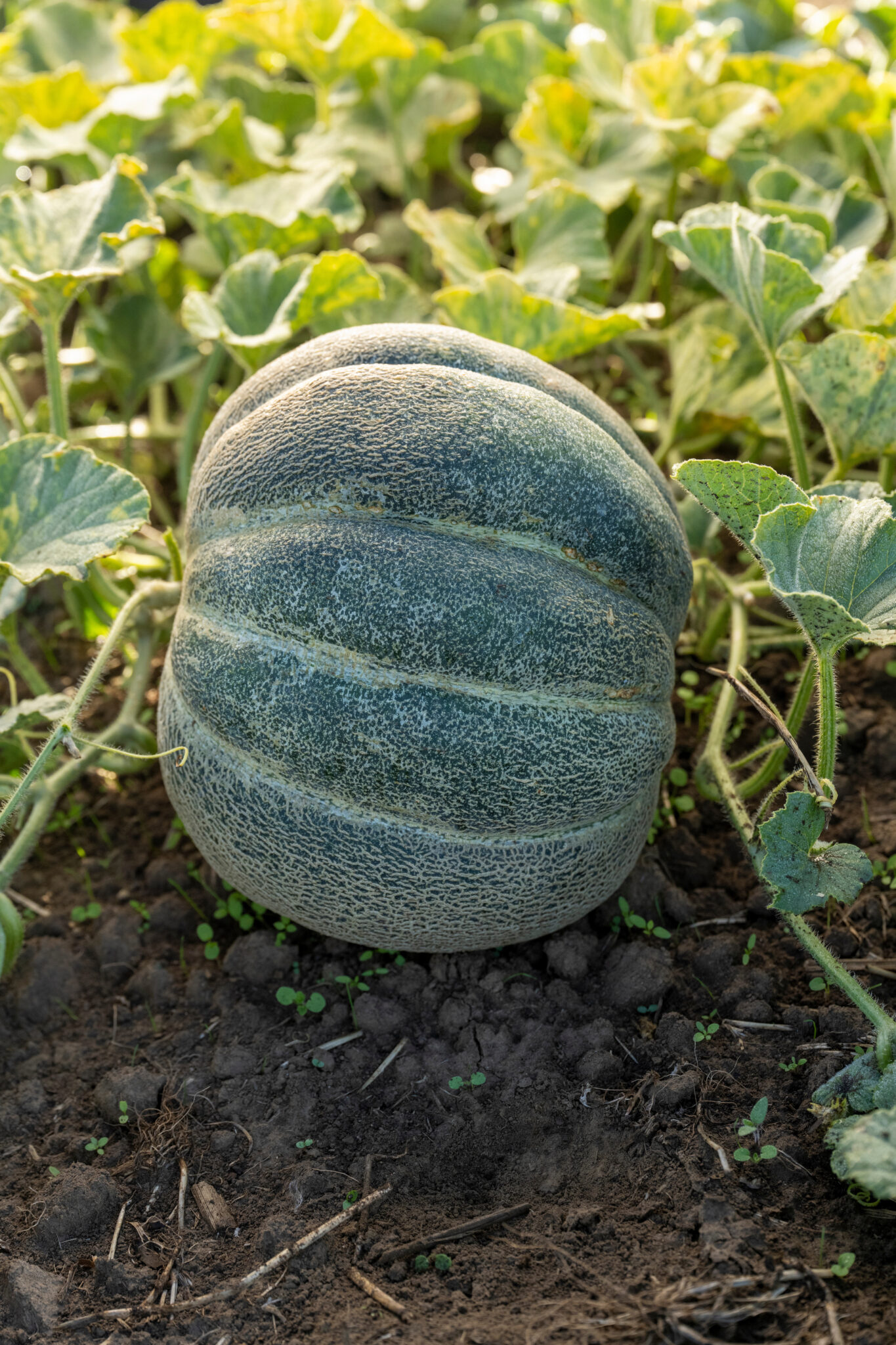 What is Dry Farming? - Dry Farming Institute